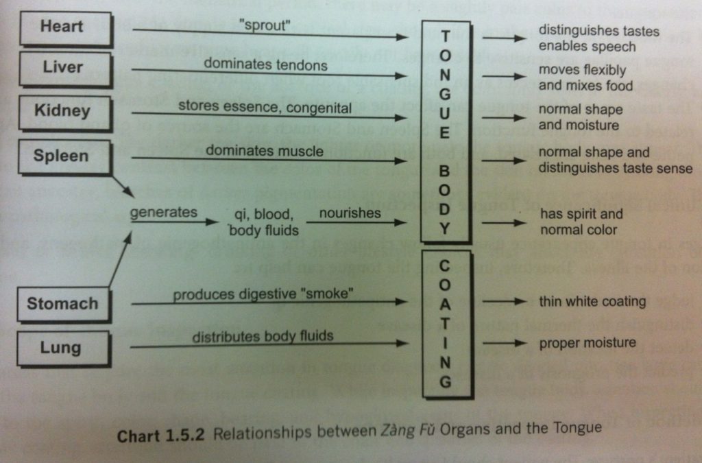 Tongue in Cheek Tongue Diagnosis - Radiance Chinese Medicine and ...